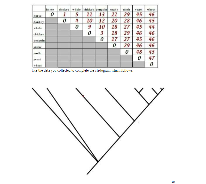 Solved Use the data you collected to complete the cladogram | Chegg.com
