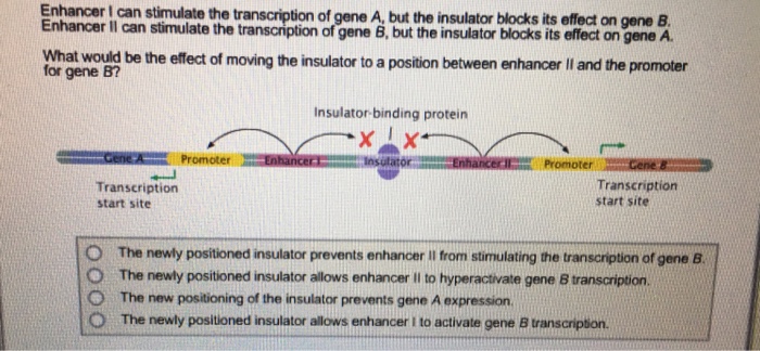 Solved Enhancer I can stimulate the transcription of gene A, | Chegg.com