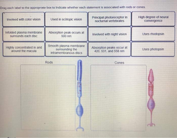 Solved Drag each label to the appropriate box to Indicate | Chegg.com
