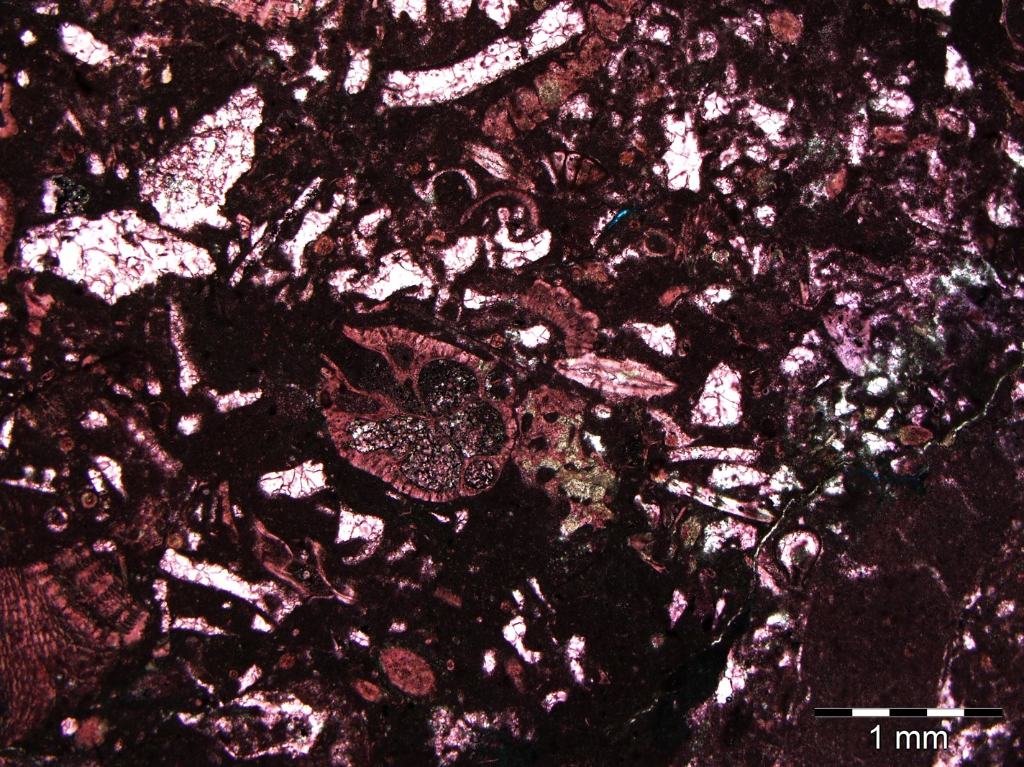 Solved Identify the carbonate rocks and carbonate components | Chegg.com