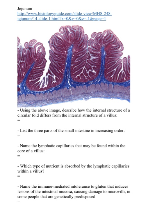 Jejunum Slide