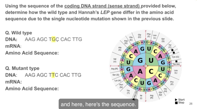 Solved Using the sequence of the coding DNA strand (sense | Chegg.com
