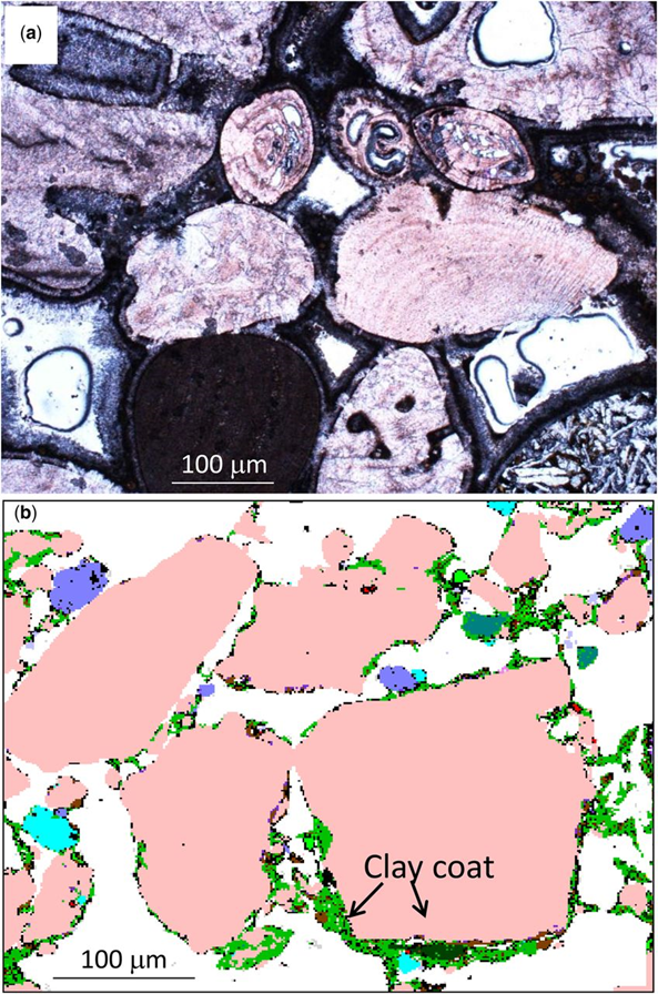 Solved The following is microscopy and SEM images shows the | Chegg.com