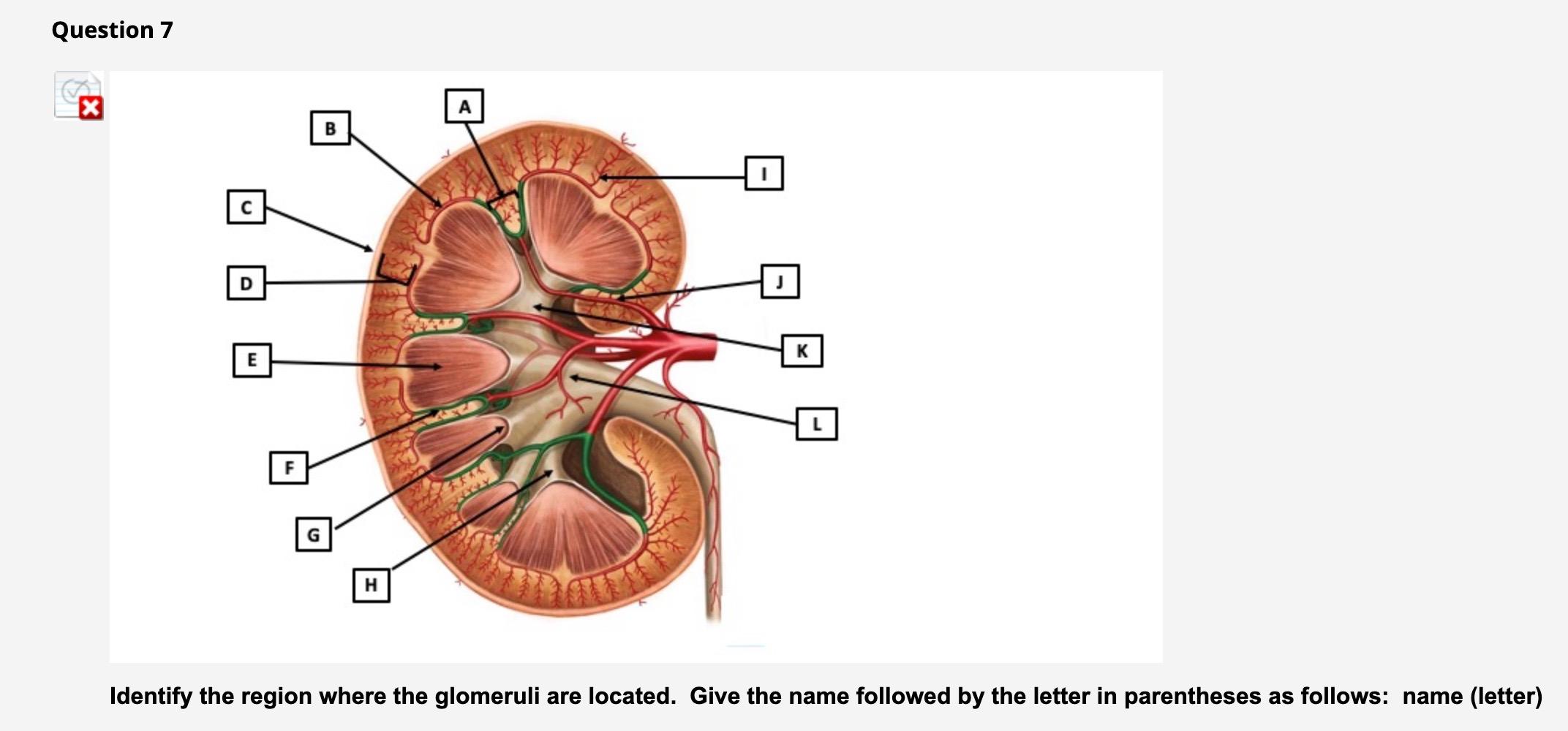 Solved Question 4 Identify the region of the renal medulla | Chegg.com Solved Question 4 Identify the region of the renal medulla | Chegg.com