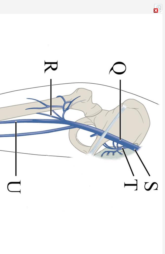 Solved Identify the vein marked K. This diagram is showing | Chegg.com
