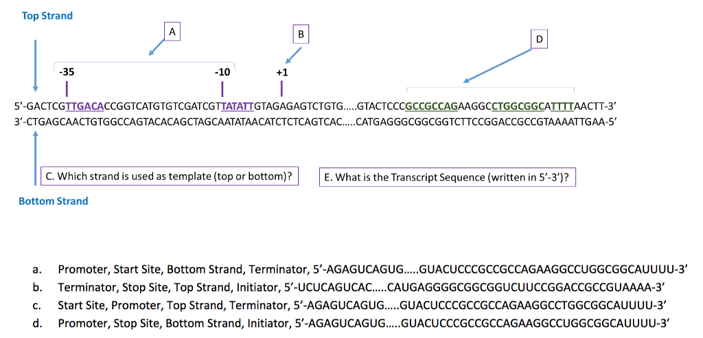 Solved The following diagram is a DNA segment from a | Chegg.com
