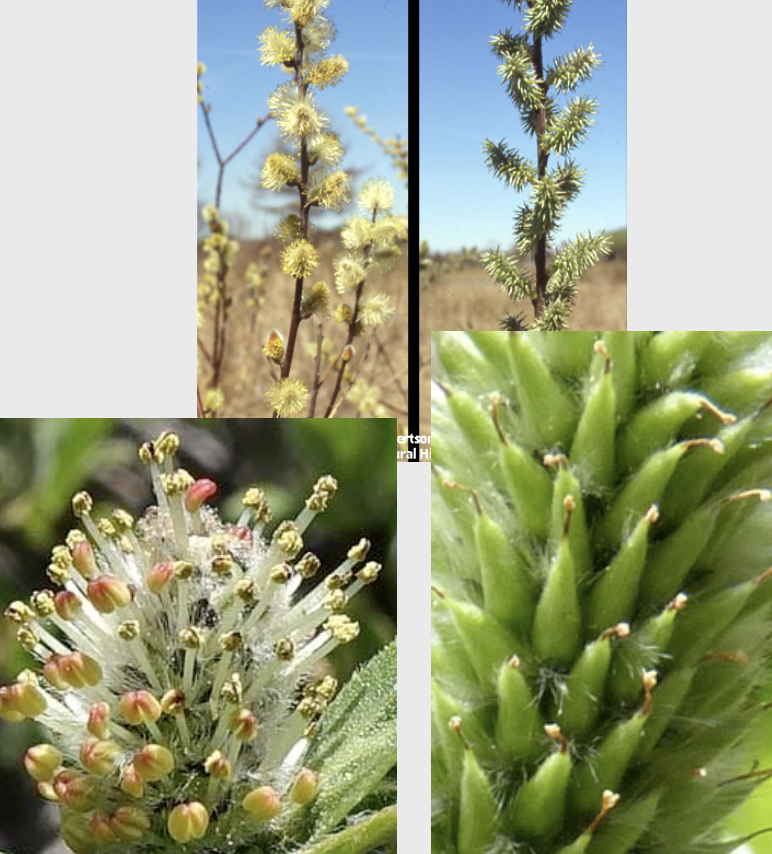 1. What is the inflorescence type shown here? 2. | Chegg.com