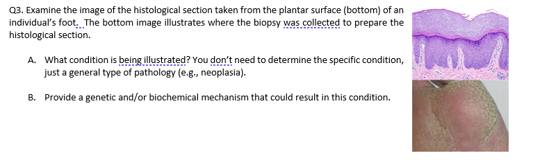 Solved Q3. Examine the image of the histological section | Chegg.com