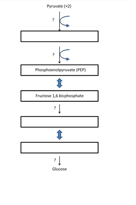 Solved Pyruvate (x2) ? 5 :K ? Phosphoenolpyruvate (PEP) | Chegg.com