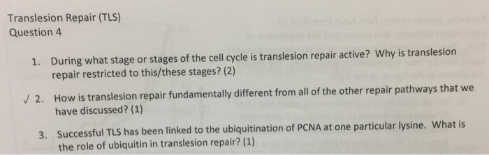 Solved Translesion Repair (TLS) Question 4 1. During what | Chegg.com