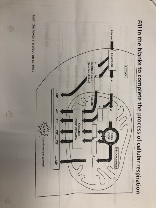Blank Cellular Respiration Diagram