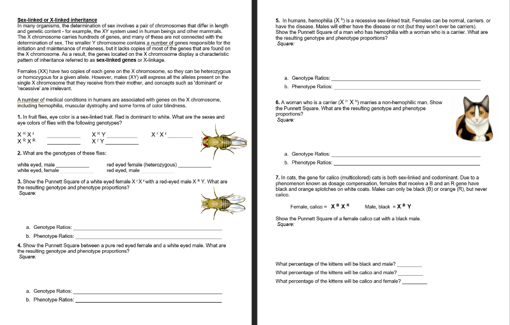 Activity 1: Basic Genetics & Inheritability Lab 7 - | Chegg.com