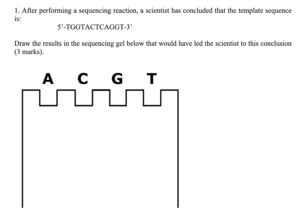 Solved 1. After performing a sequencing reaction, a | Chegg.com