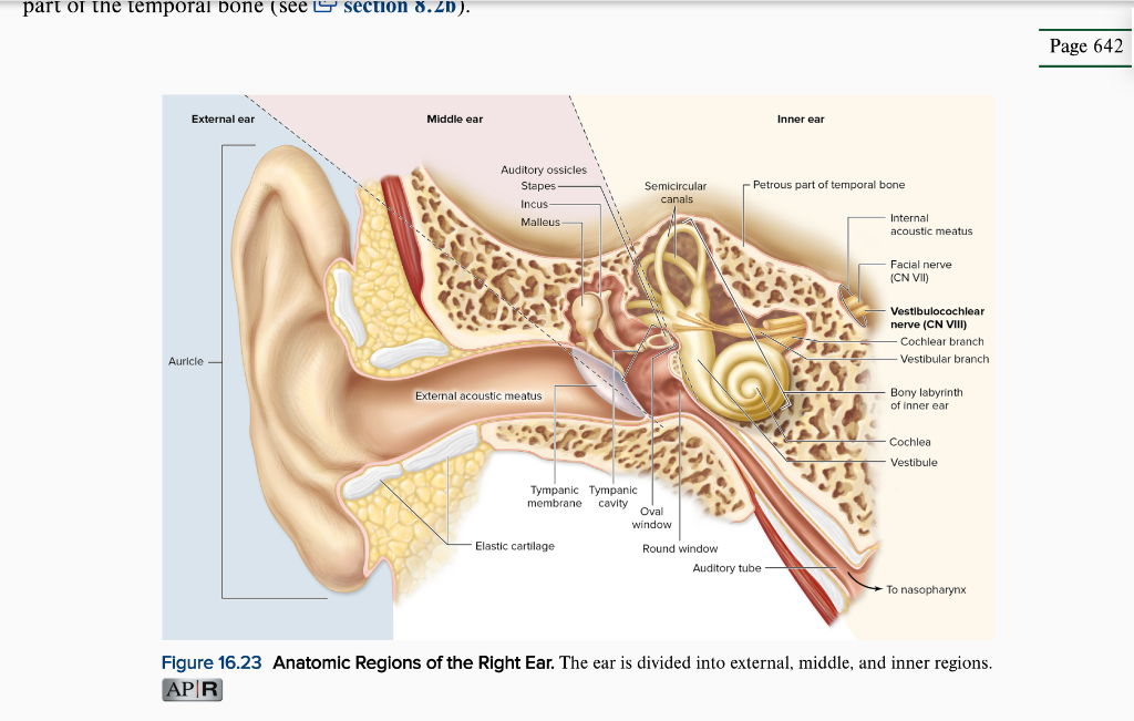 Solved 1 Study The Diagram Of The Anatomy Of The Ear Above Chegg