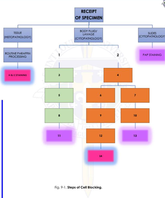 The schematic diagram above shows the steps of cell | Chegg.com