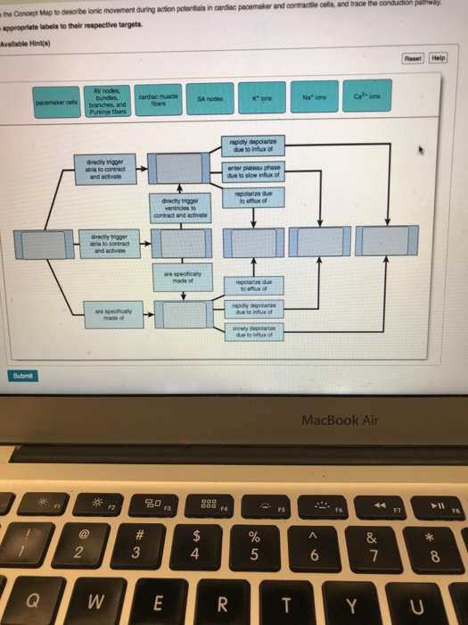 Solved cells, and trace the conduction the Concept Map to | Chegg.com