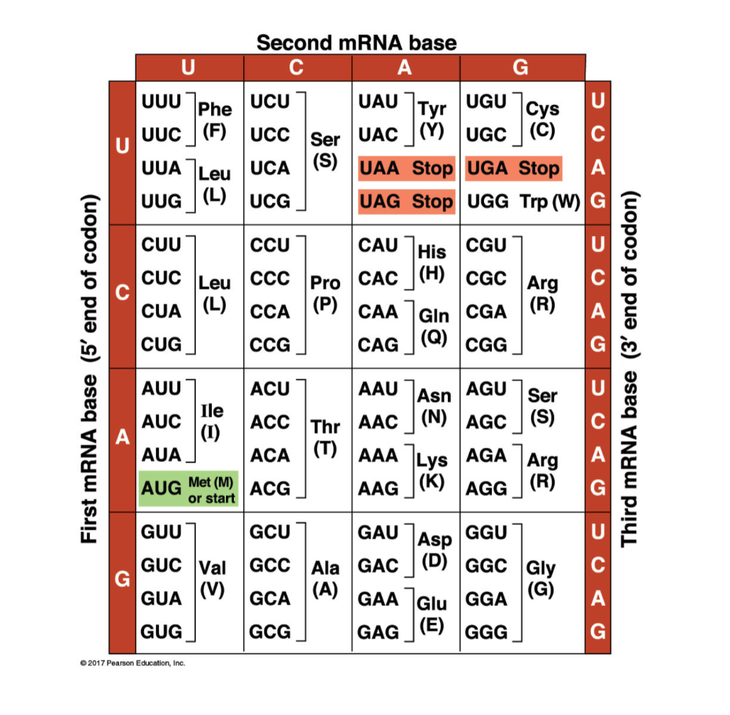 Solved Second mRNA base A U G UUU Phe UUC Tyr Cys U (F) UCC | Chegg.com