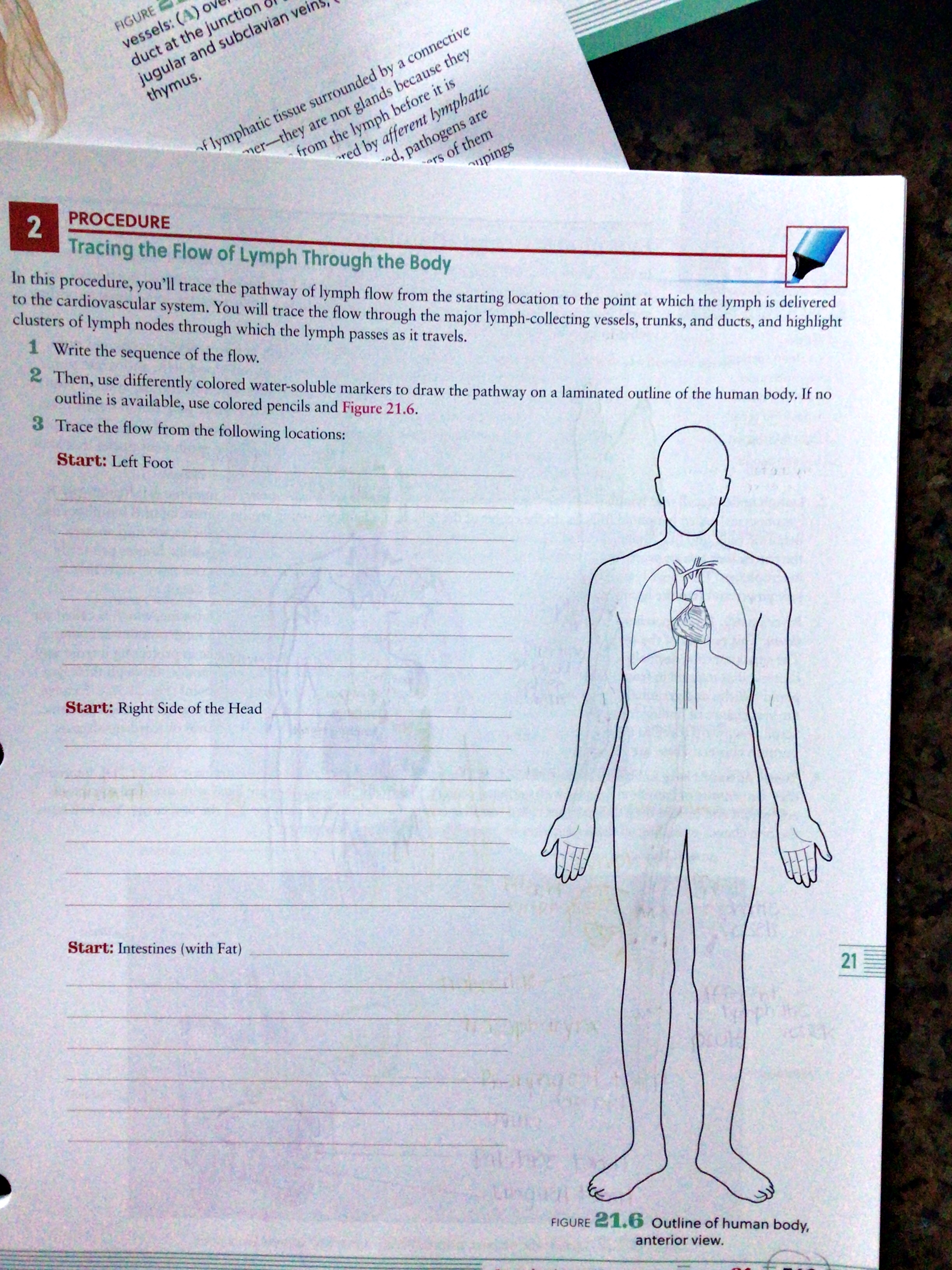 Solved In this procedure, you'll trace the pathway of lymph | Chegg.com