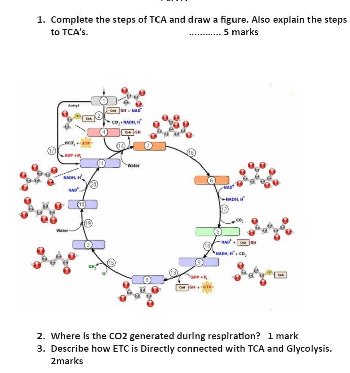 Solved 1. Complete the steps of TCA and draw a figure. Also | Chegg.com