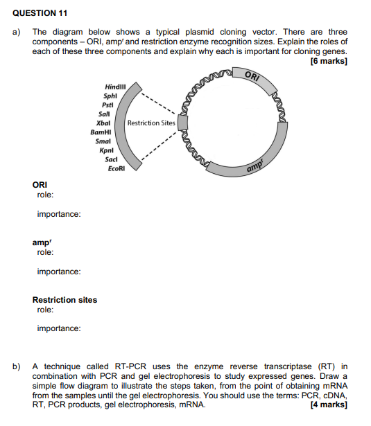 Typical Plasmid Vector