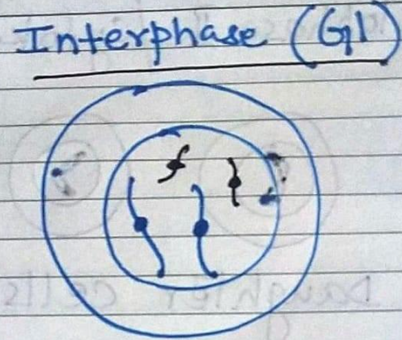 Solved Problem 1: Map a heterozygote onto the cells in | Chegg.com