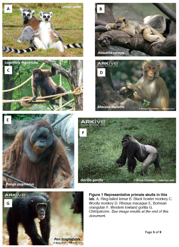 Solved OVERVIEW & BACKGROUND INFORMATION Primates are an | Chegg.com