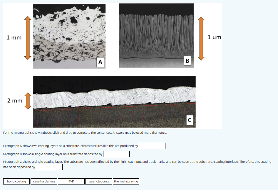 Solved 1 mm 1 um D B 2 mm C For the micrographs shown above, | Chegg.com