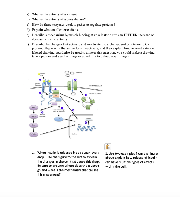 Solved a) What is the activity of a kinase? b) What is the | Chegg.com