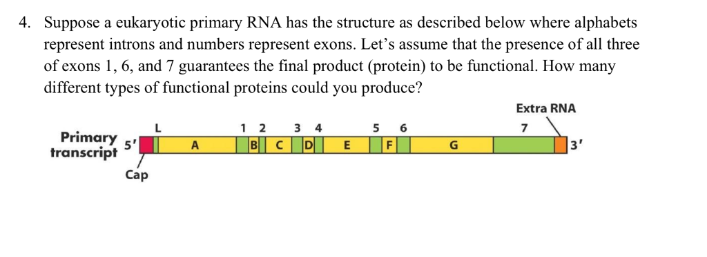 Solved Suppose a eukaryotic primary RNA has the structure as | Chegg.com