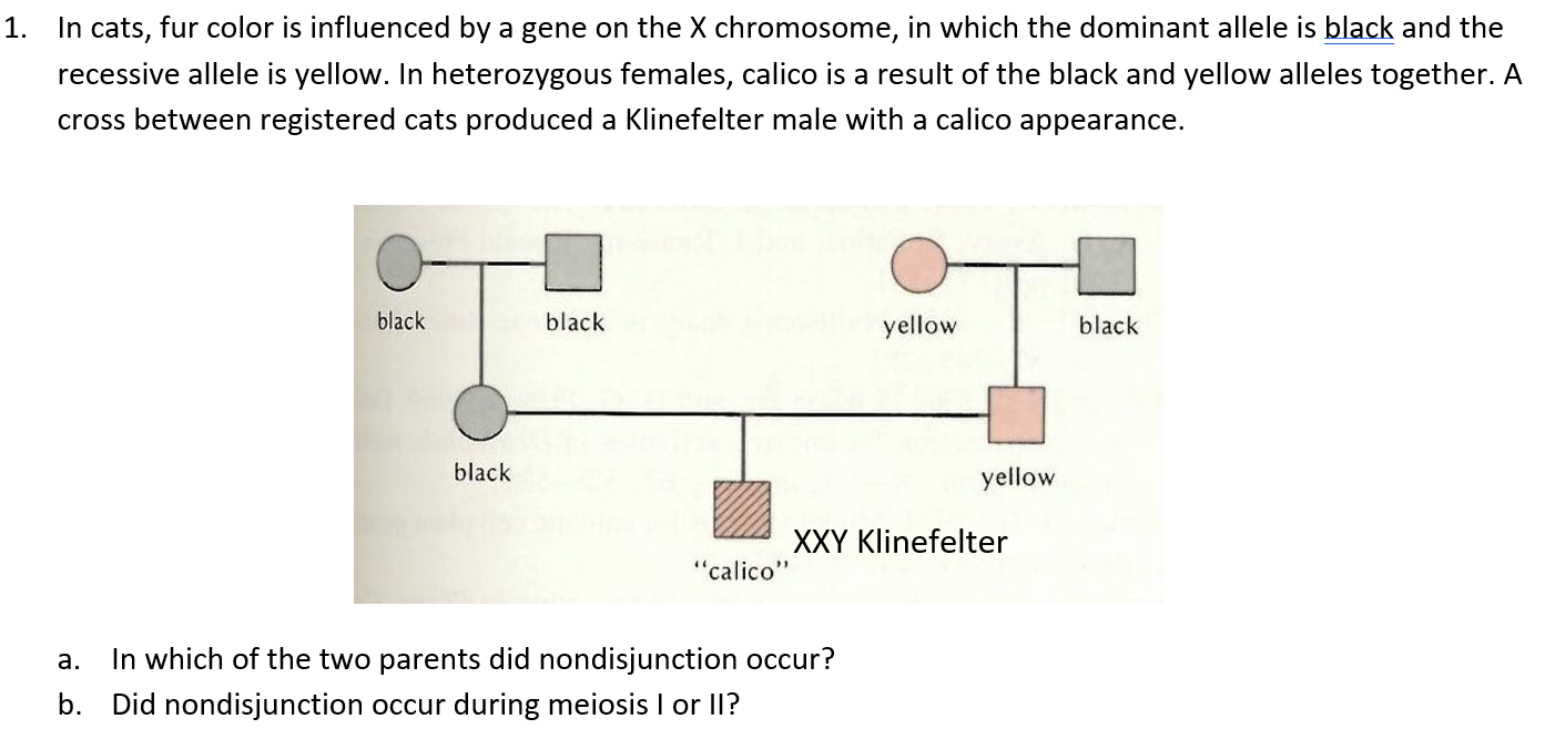 Solved 1. In cats, fur color is influenced by a gene on the | Chegg.com