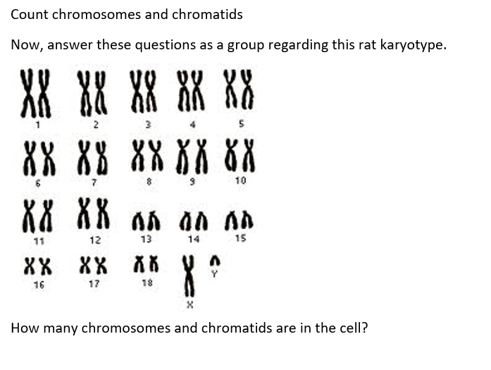Solved Count chromosomes and chromatids Now, answer these | Chegg.com