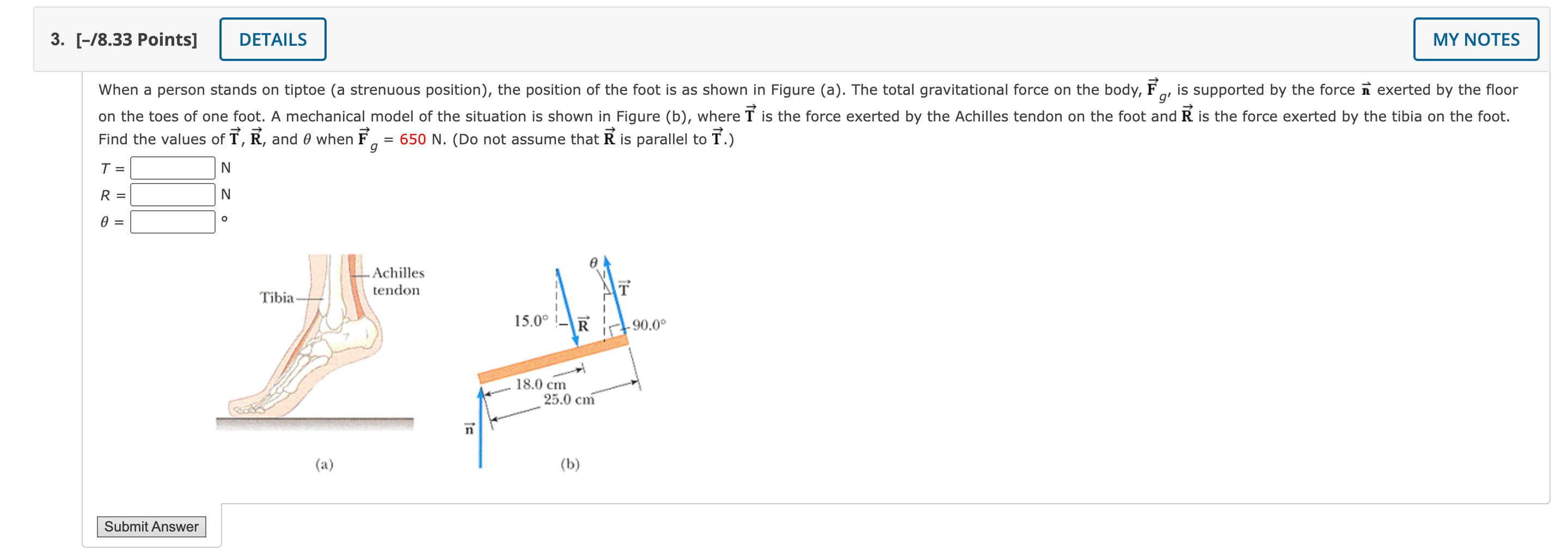 Solved When a person stands on tiptoe (a strenuous | Chegg.com