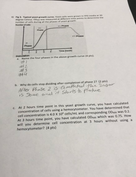 Solved 6) Fig 3. Typical yeast growth curve. Veast cells | Chegg.com