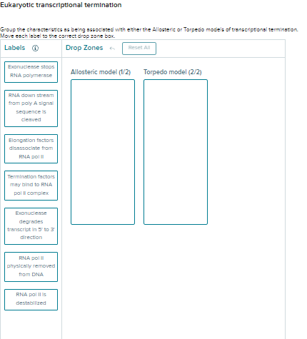 Solved Eukaryotic transcriptional terminationGroup the | Chegg.com