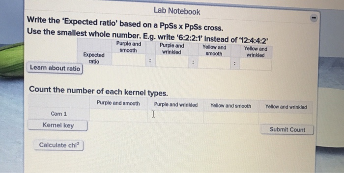 Solved t secure https//newconnect.mheducati tml Lab Notebook | Chegg.com