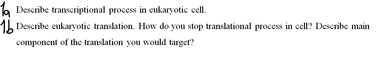 Solved Describe transcriptional process in eukaryotic cell. | Chegg.com