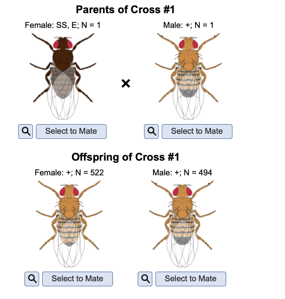 Solved Cross a female with double mutant for both genes | Chegg.com