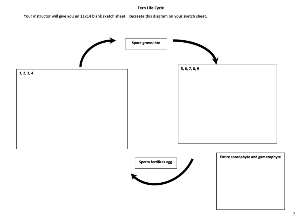 Solved Please help me fill in the boxesFern Life Cycle | Chegg.com