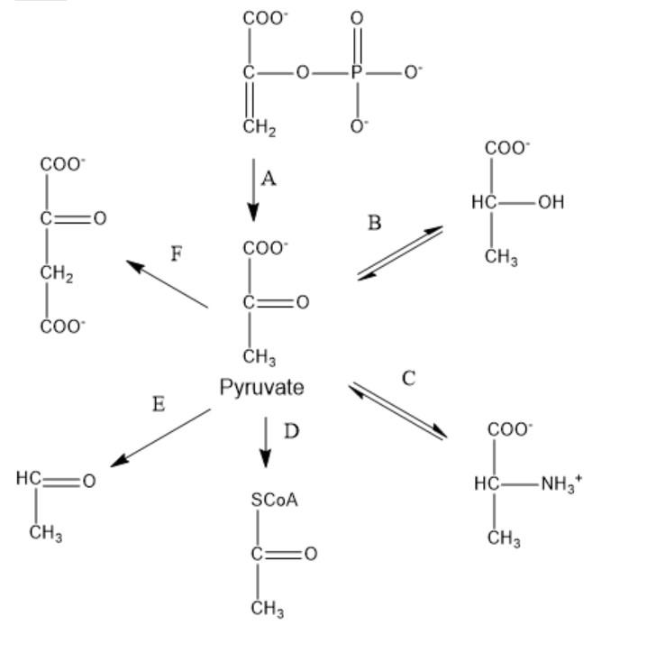 Solved 1. Which reaction is needed to convert pyruvate to | Chegg.com