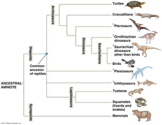 Solved Based on the phylogeny on the left (Campbell: | Chegg.com