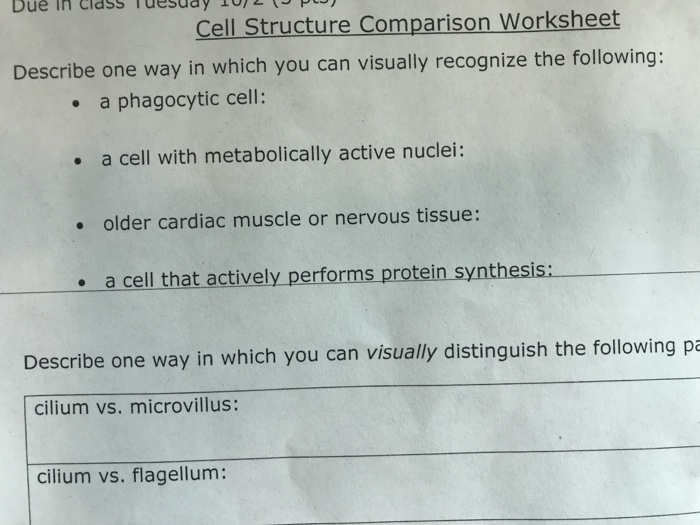 Solved Cell Structure Comparison Worksheet Describe one way | Chegg.com