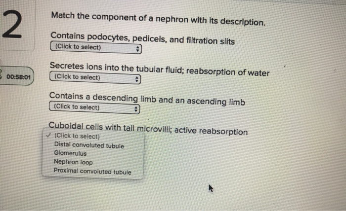 Solved Match The Component Of A Nephron With Its