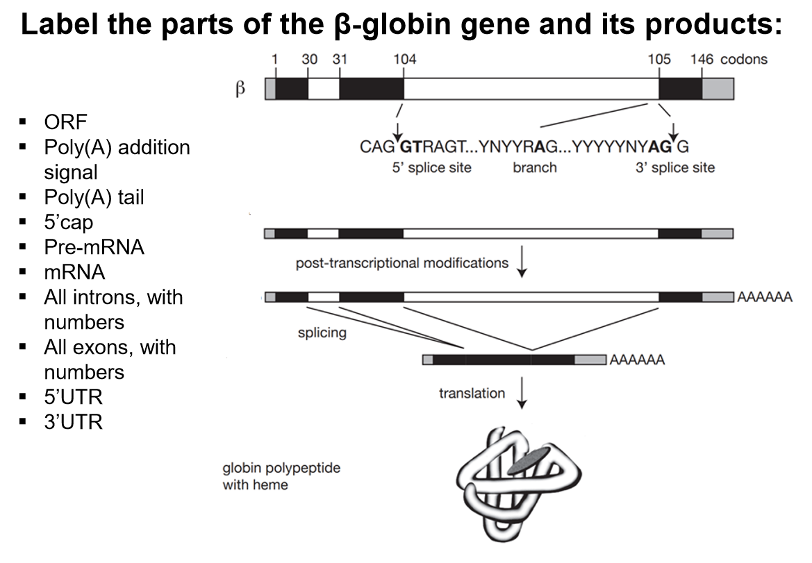 Solved branch Label the parts of the B-globin gene and its | Chegg.com