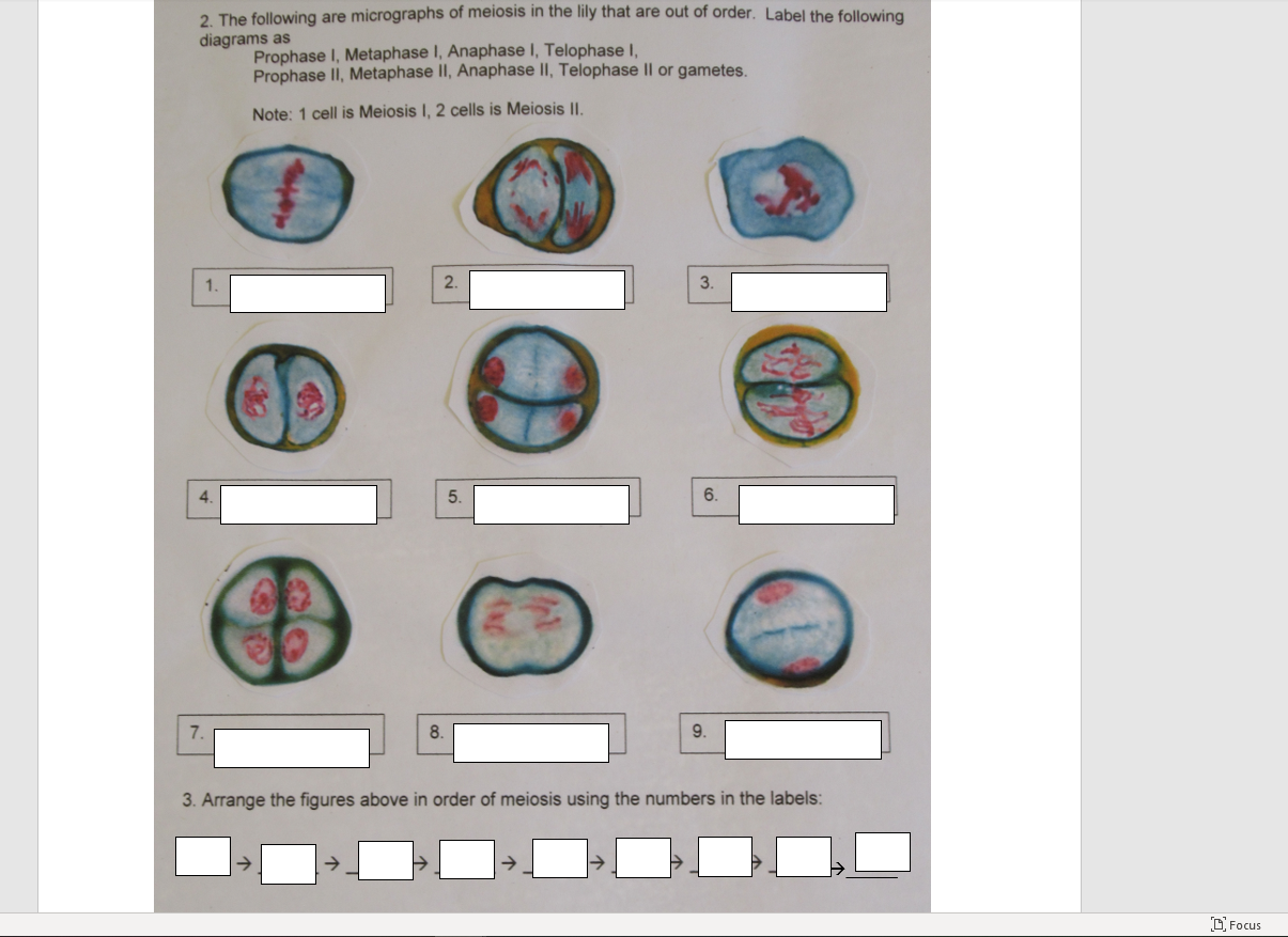 Solved 2. The following are micrographs of meiosis in the | Chegg.com