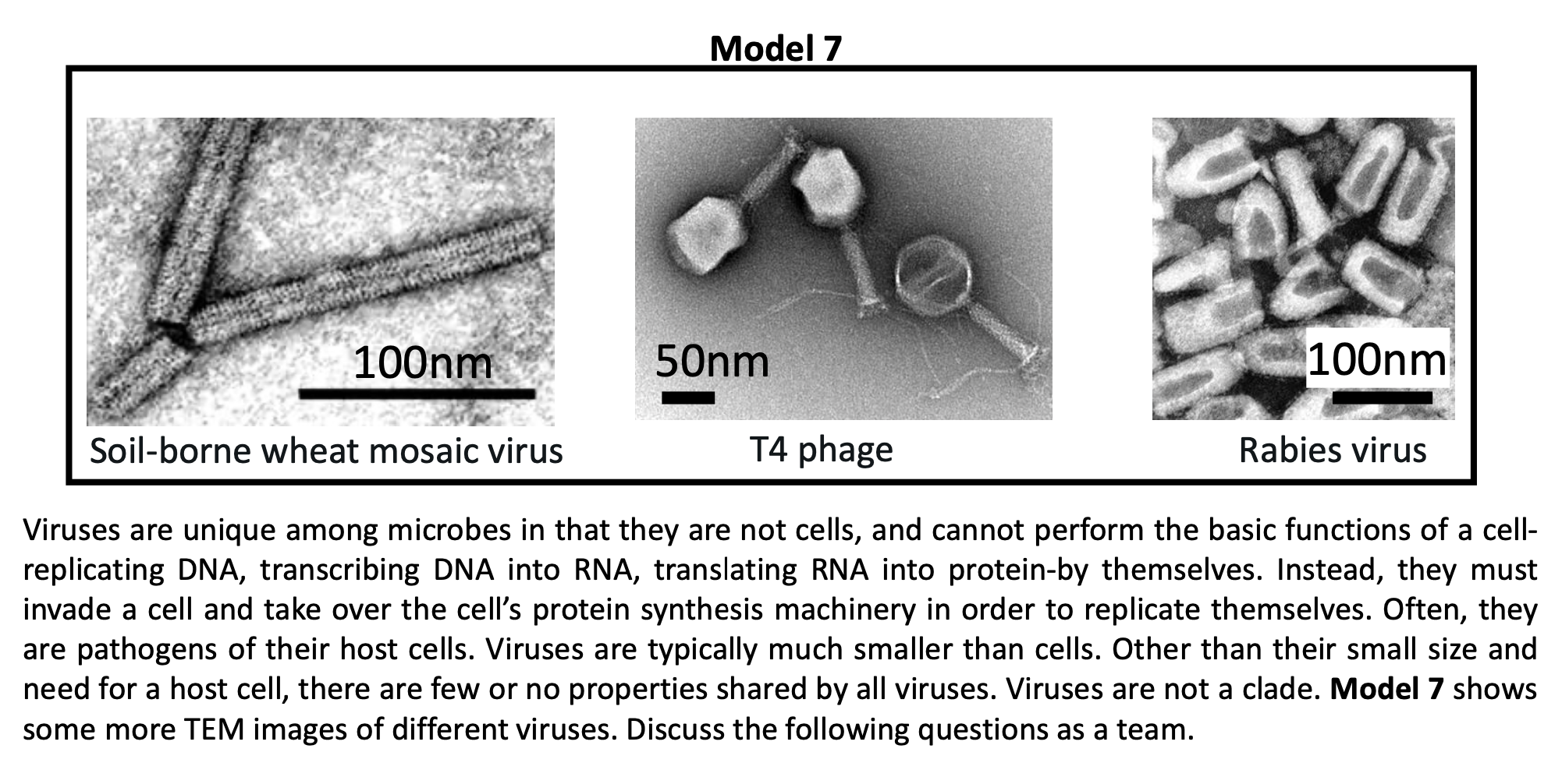 Solved Model 7 Rabies virus Viruses are unique among | Chegg.com
