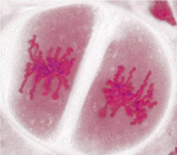 Solved Define the concept of pangenesis. How is it different | Chegg.com