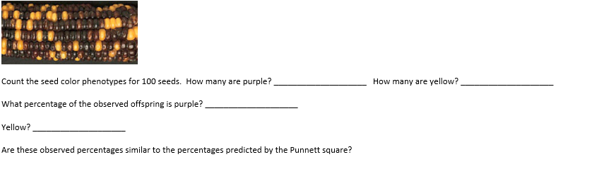 Solved First Filial (F1) Generation The F1 generation is | Chegg.com