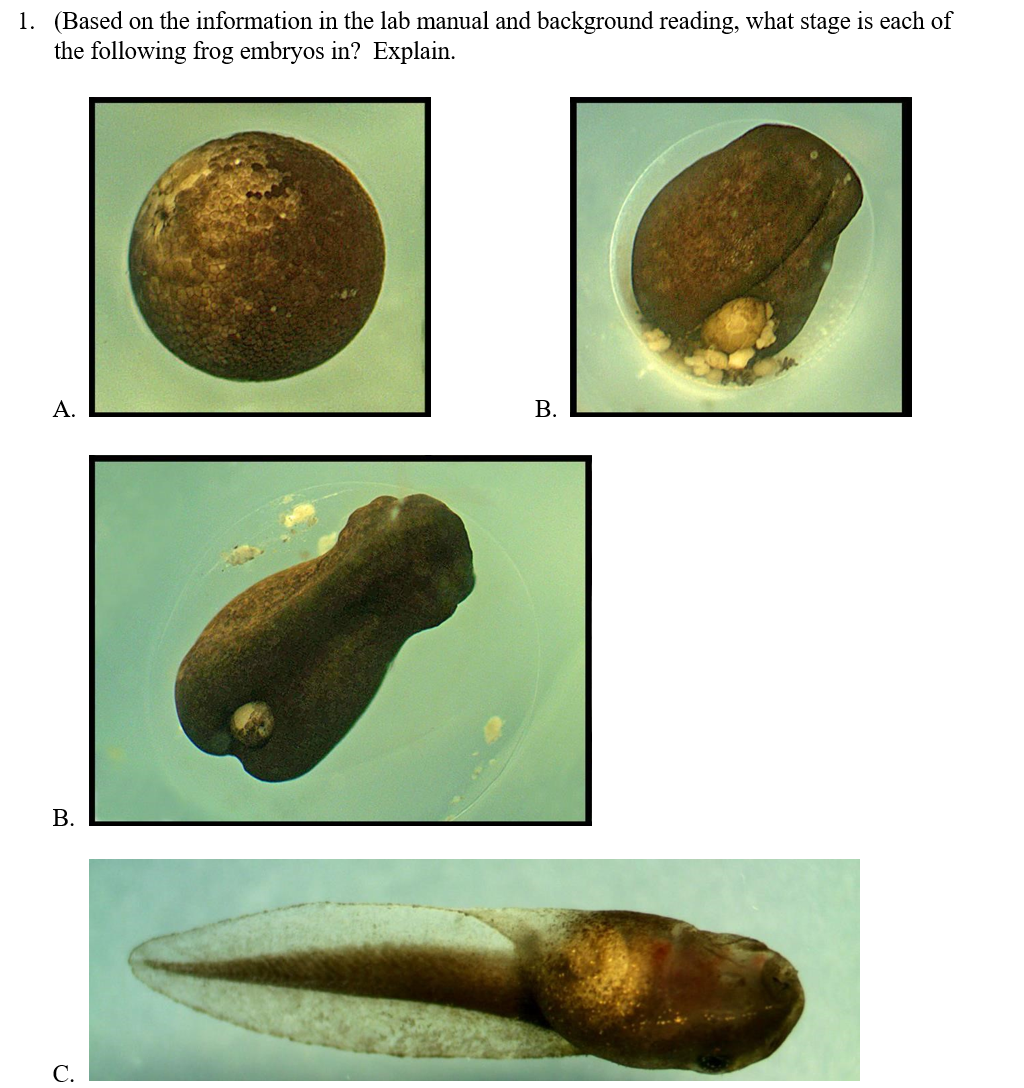 Solved (Based on the information in the lab manual and | Chegg.com
