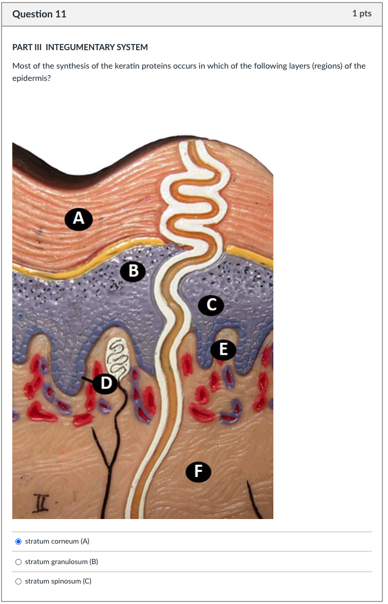 Solved 1) Most of the synthesis of the keratin proteins | Chegg.com