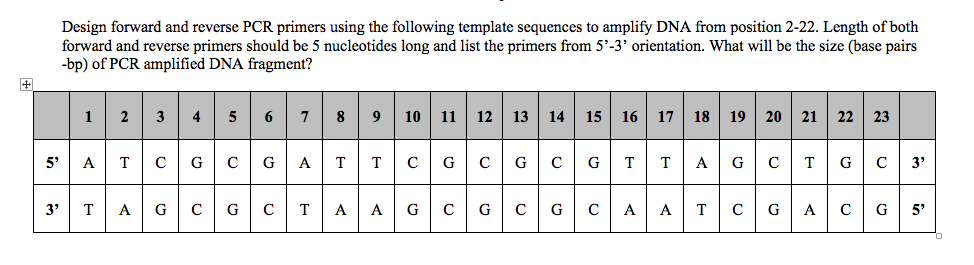 Solved Design forward and reverse PCR primers using the | Chegg.com